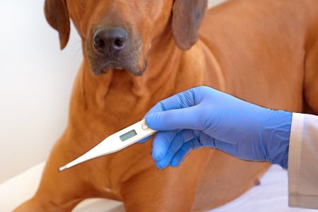 What Is A Normal Temperature In Cats And Dogs? | Toorak Road Vet Clinic