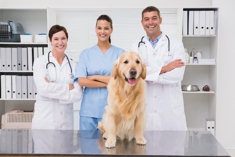 Behind The Scenes Of A Veterinarian Practice: A Day In The Life