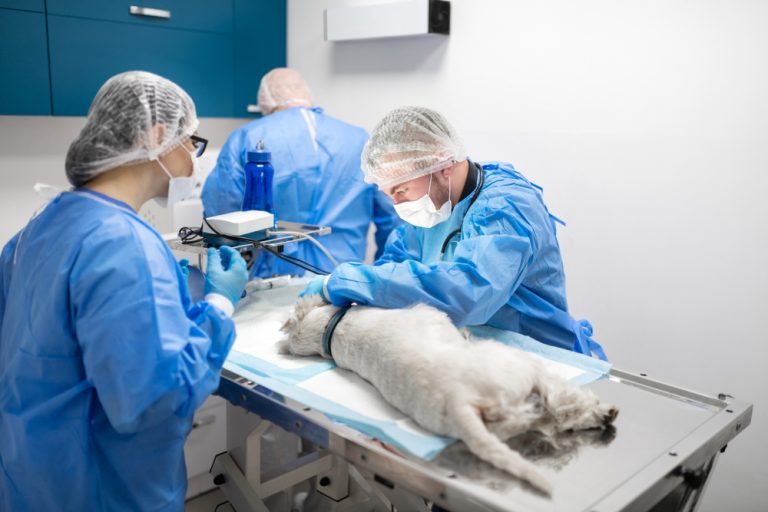 Challenges Faced by Veterinarian Practices: Top 5 Issues Today