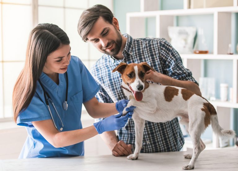 Vet-Pet Communication: Enhancing Care for Your Beloved Pets